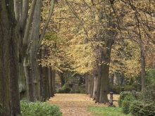 Friedwald - Bestattungen